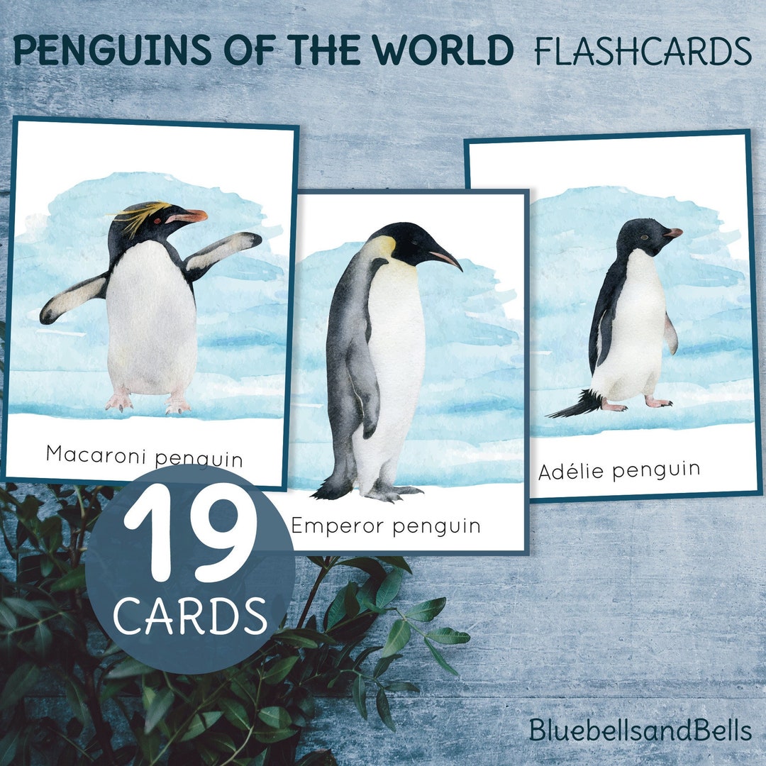 Penguins of the World Flash Cards. Types of Penguins Printable Cards ...