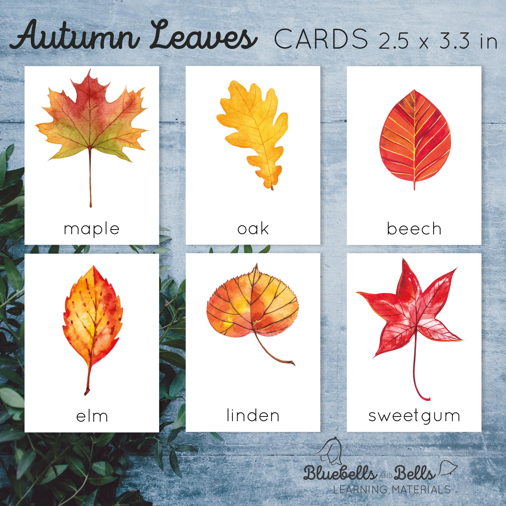 Autumn Leaf Identification Mini Flashcards. Watercolor Fall Printable ...
