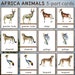 Africa Animals Montessori 3 Part Cards. Preschool and - Etsy