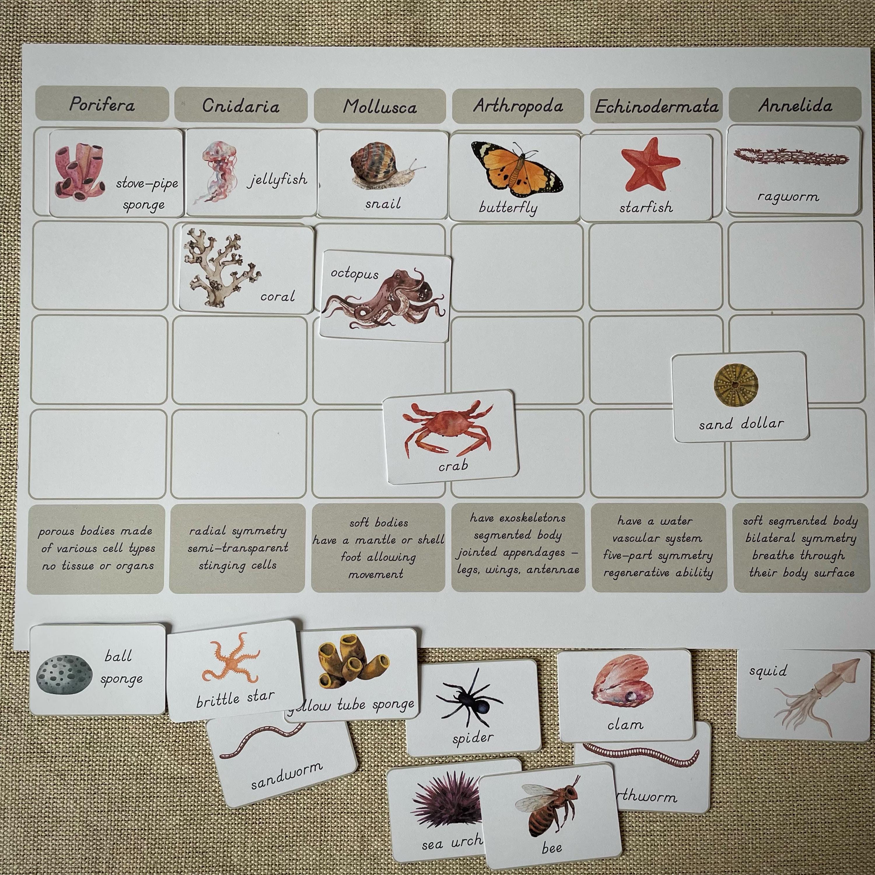 Classification of Animals Chart Invertebrates. Montessori Sorting ...