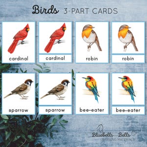 Birds Montessori Printable 3-part Cards. Spring Vocabulary Activity for ...