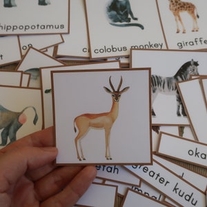 Africa Animals Montessori 3 Part Cards. Preschool and Kindergarten ...