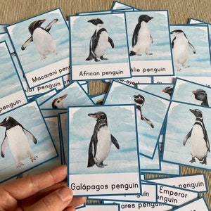 Penguins of the World 3 Part Cards. Types of Penguins Printable Cards ...