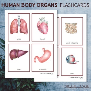 Human Body Organs Flashcards. Preschool and Kindergarten Watercolor ...