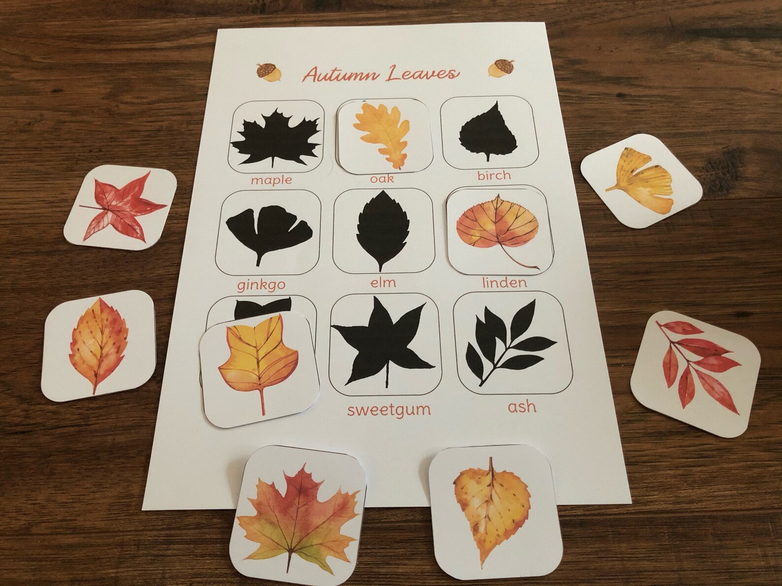 Fall Leaf Montessori Printable. Leaf Identification Preschool - Etsy Israel