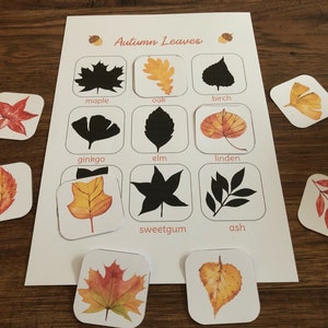 Fall Leaf Montessori Printable. Leaf Identification Preschool Printable ...