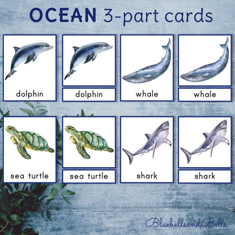 Ocean Montessori Printable 3 Part Cards. Preschool Vocabulary - Etsy