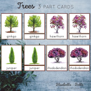 Trees Montessori 3 Part Cards. Tree Identification Cards. Vocabulary ...
