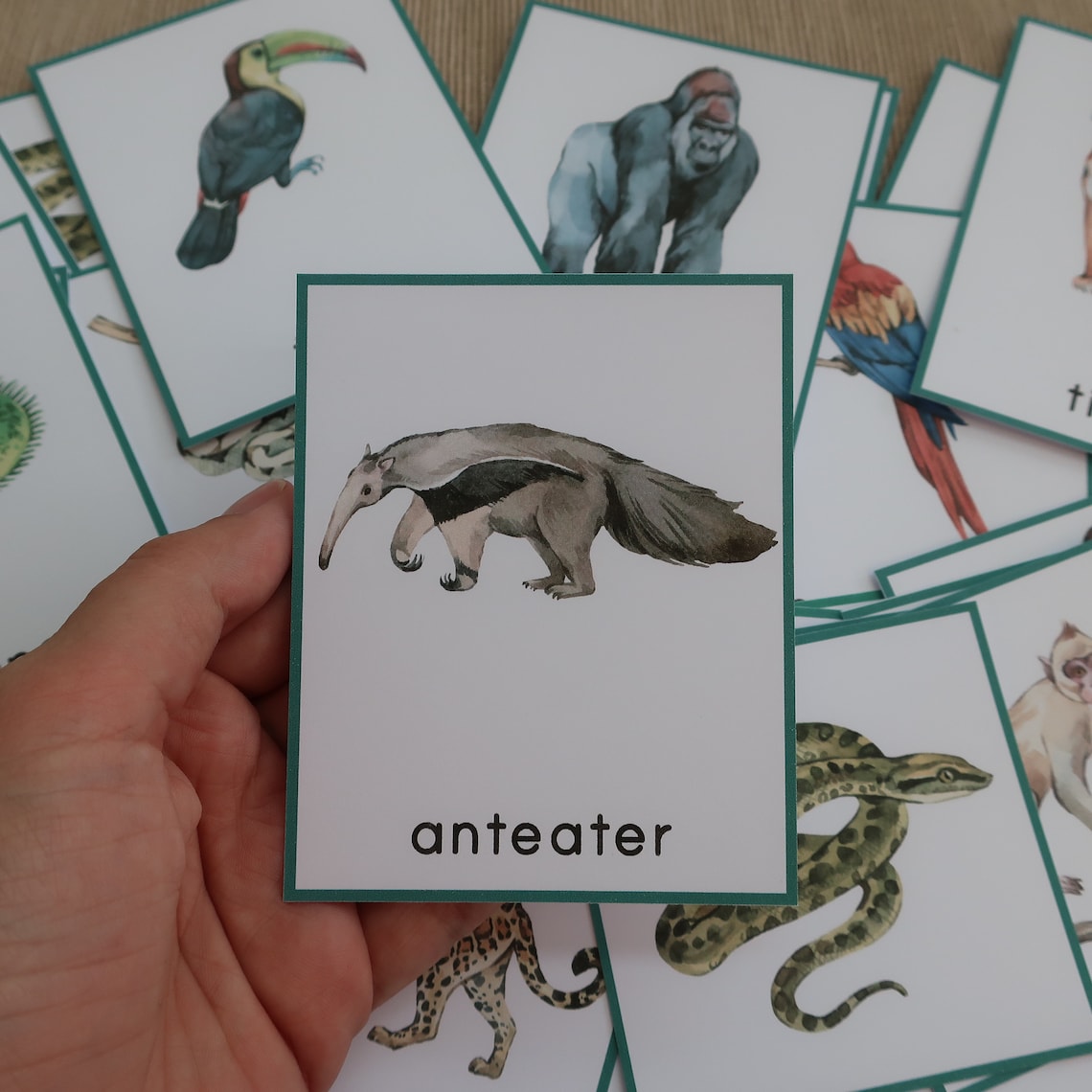 Rainforest Animals Montessori Printable 3 Part Cards. - Etsy