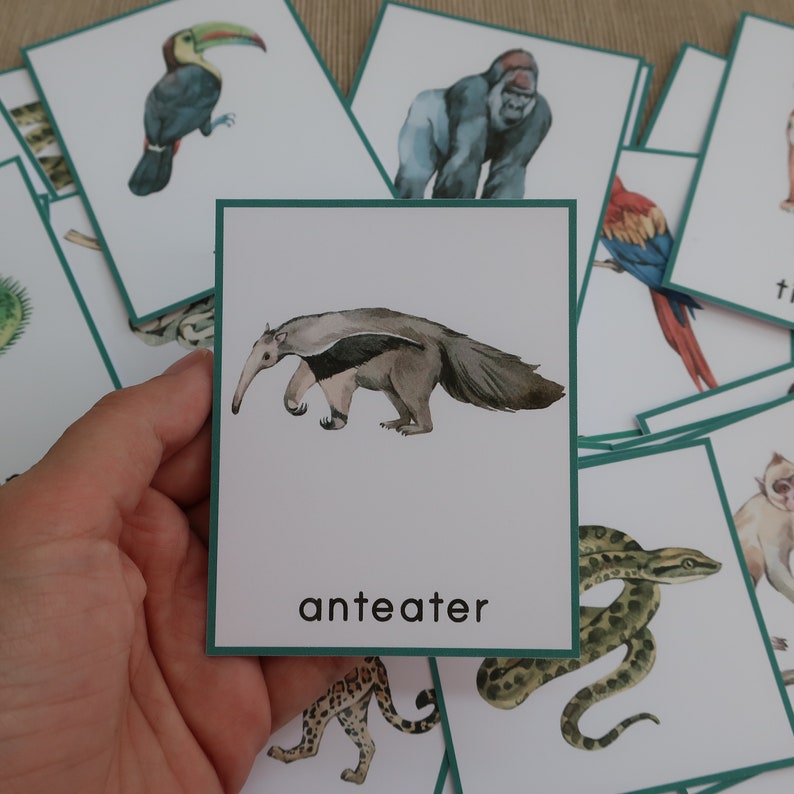 Rainforest Animals Montessori Printable 3 Part Cards. - Etsy