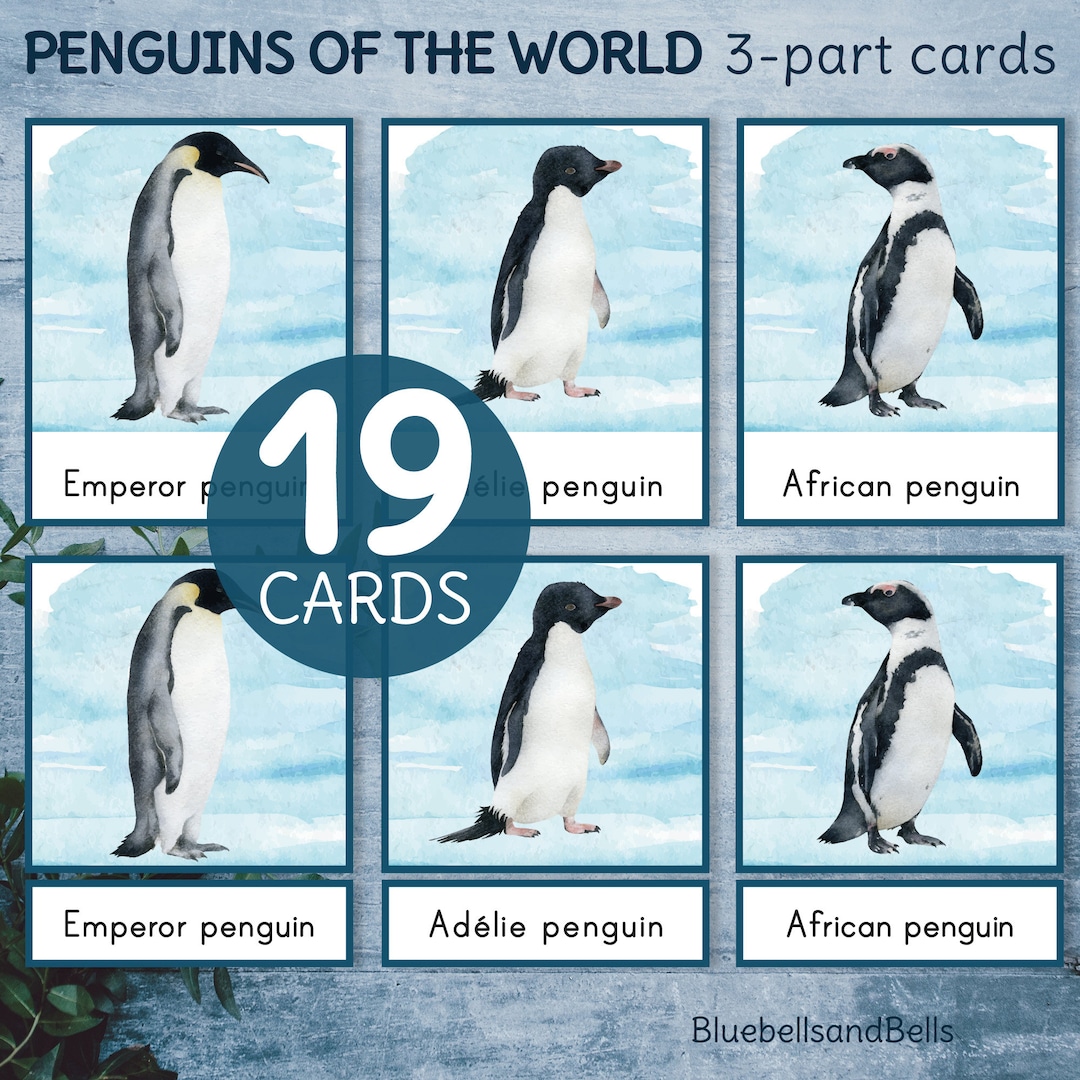 Penguins of the World 3 Part Cards. Types of Penguins Printable Cards ...