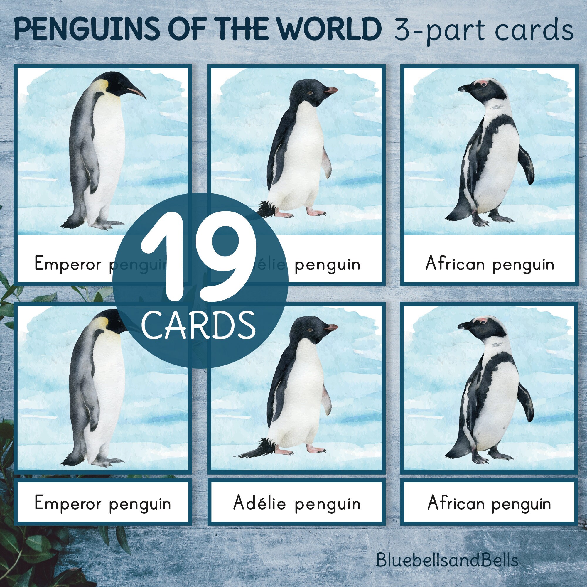 Penguins of the World 3 Part Cards. Types of Penguins Printable Cards ...