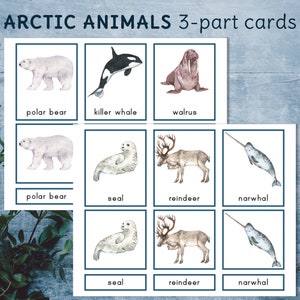 Arctic Animals 3 Part Cards. Montessori Winter Printable Vocabulary ...
