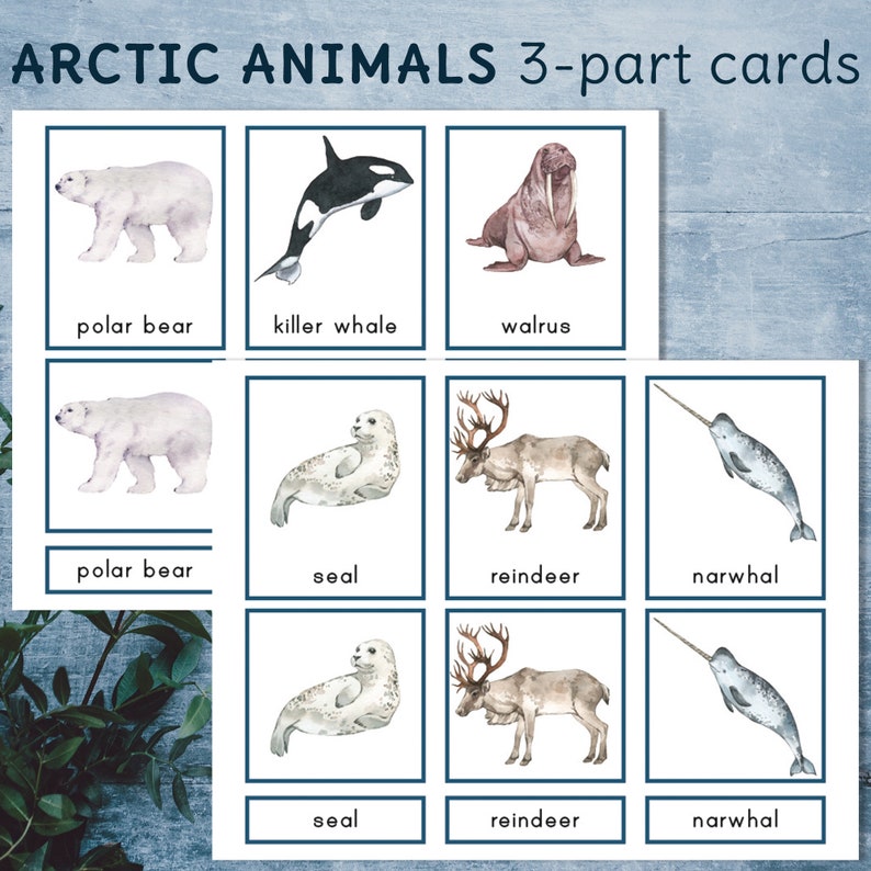 Arctic Animals 3 Part Cards. Montessori Winter Printable - Etsy