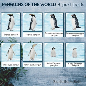 Penguins of the World 3 Part Cards. Types of Penguins Printable Cards ...