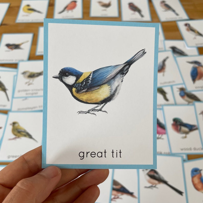 Birds Cards. Birds Identification Printable Flash Cards. Montessori ...