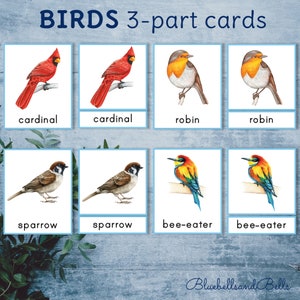 Birds Montessori Printable 3 Part Cards. Spring Vocabulary Activity for ...