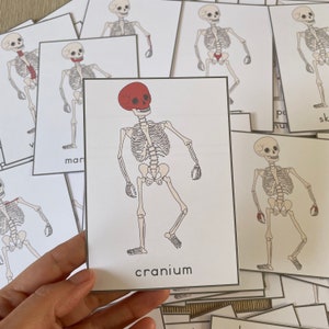 Skeleton Nomenclature Cards. Montessori 3-part Cards. - Etsy