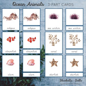 Ocean Montessori Printable 3 Part Cards. Preschool Vocabulary Cards ...