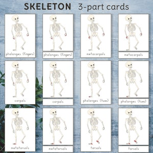 Skeleton Nomenclature Cards. Montessori 3-part Cards. - Etsy