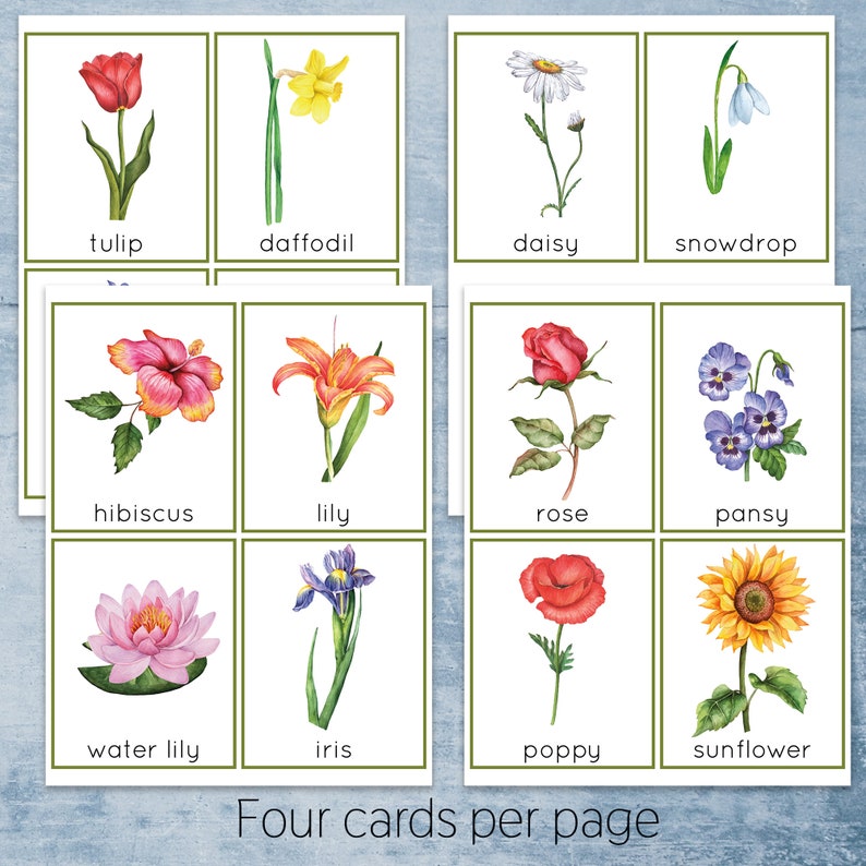 Flower Identification Printable Cards and Poster. Montessori - Etsy