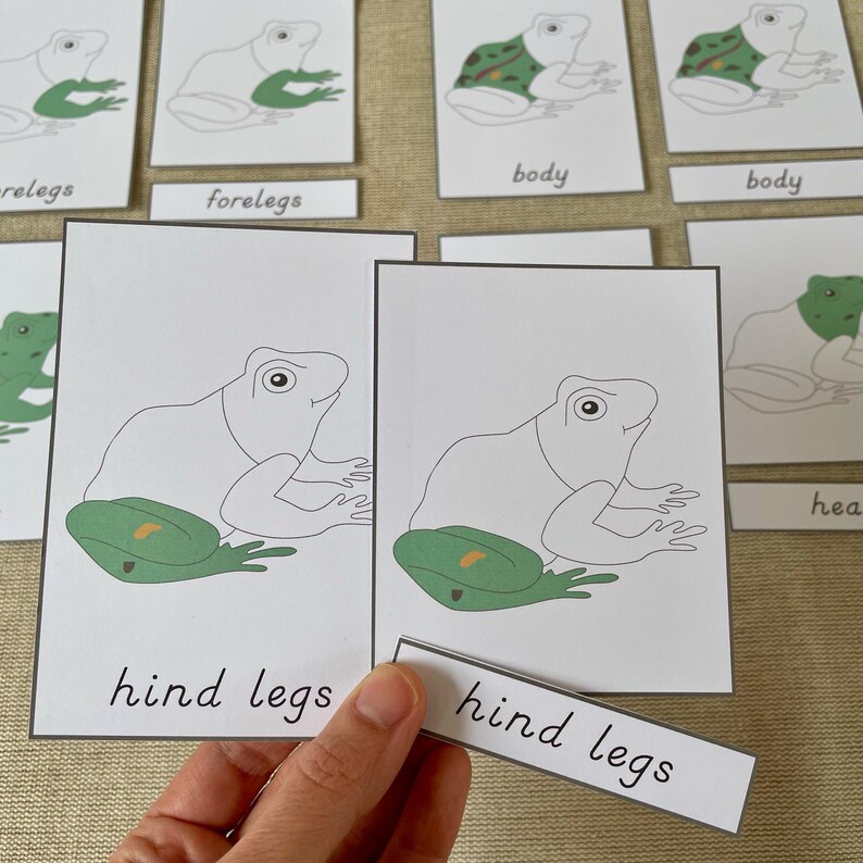 Parts of a Frog Nomenclature 3-part Cards, Charts, Blackline Master ...