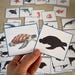 Ocean Animal Shadow Matching Cards. Montessori Summer Preschool ...