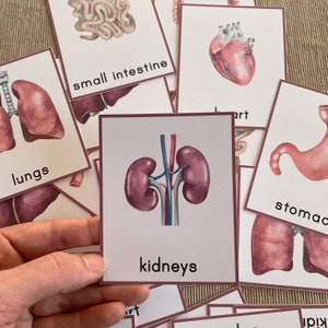 Human Body Organs Flashcards. Preschool and Kindergarten Watercolor ...