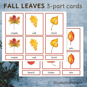 Montessori Fall Printable Leaf Identification Three Part Cards ...