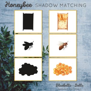 Honeybee Printable Shadow Matching Cards. Preschool Insect Activity ...