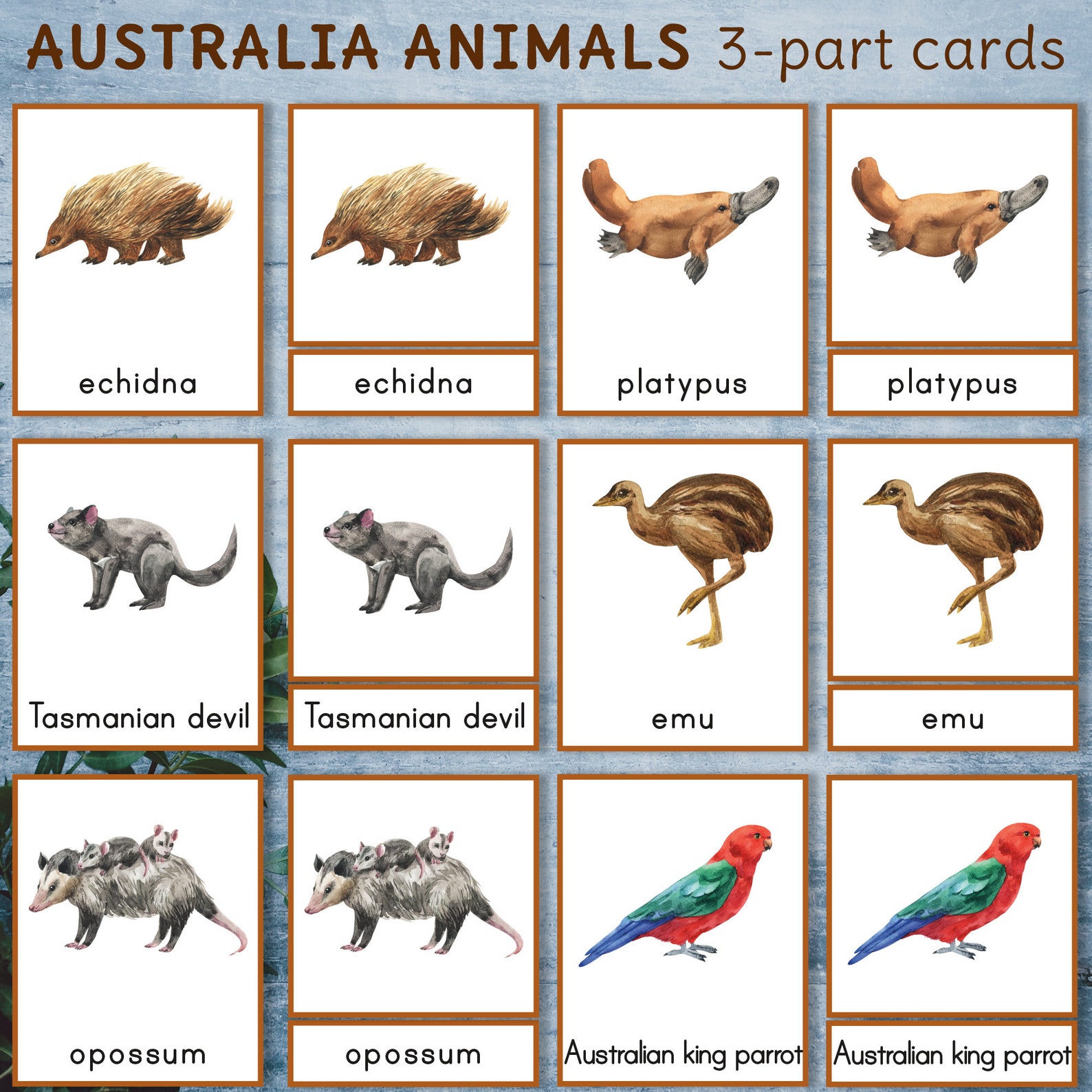Australia Oceania Animals Montessori Printable 3 Part Cards. Vocabulary ...