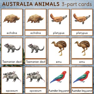 Australia Oceania Animals Montessori Printable 3 Part Cards. Vocabulary ...