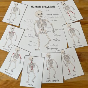 Human Skeleton Parts Cards, Poster, Labeling Worksheet and Coloring ...