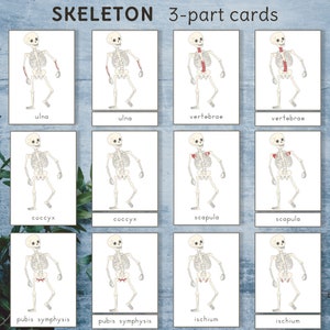 Skeleton Nomenclature Cards. Montessori 3-part Cards. - Etsy