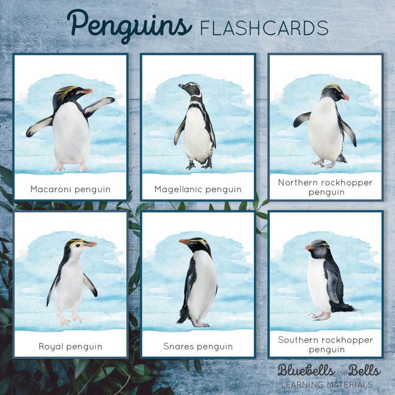 Penguins of the World Flash Cards. Types of Penguins Printable Cards ...