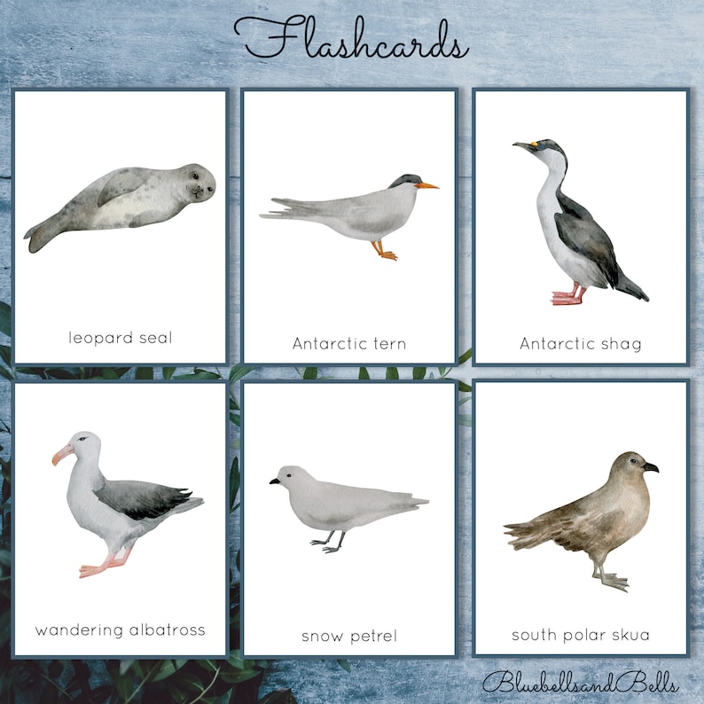 Antarctica Animal Flashcards and Shadow Matching Cards. - Etsy