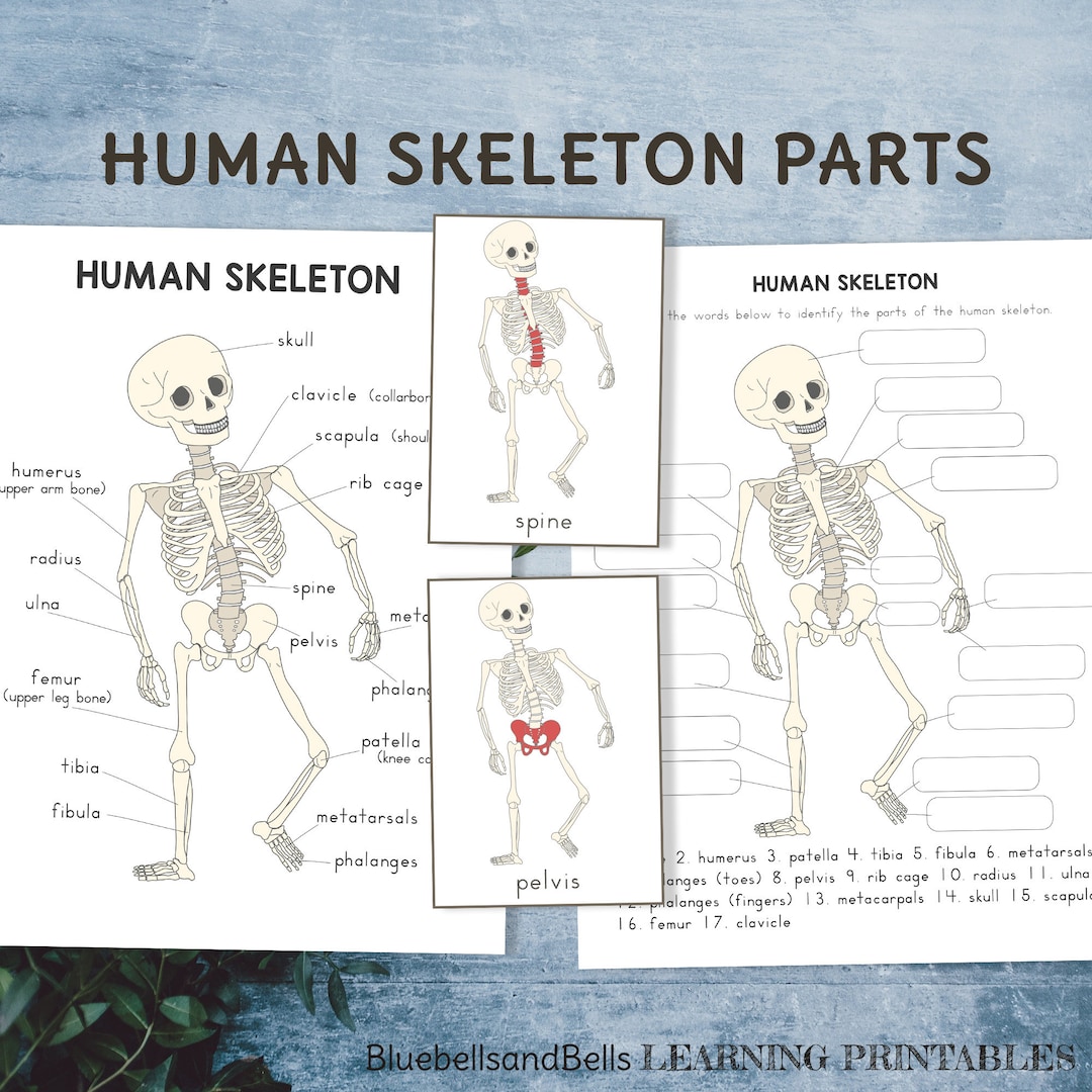 Human Skeleton Parts Cards, Poster, Labeling Worksheet and Coloring ...