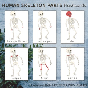 Human Skeleton Parts Cards, Poster, Labeling Worksheet and Coloring ...