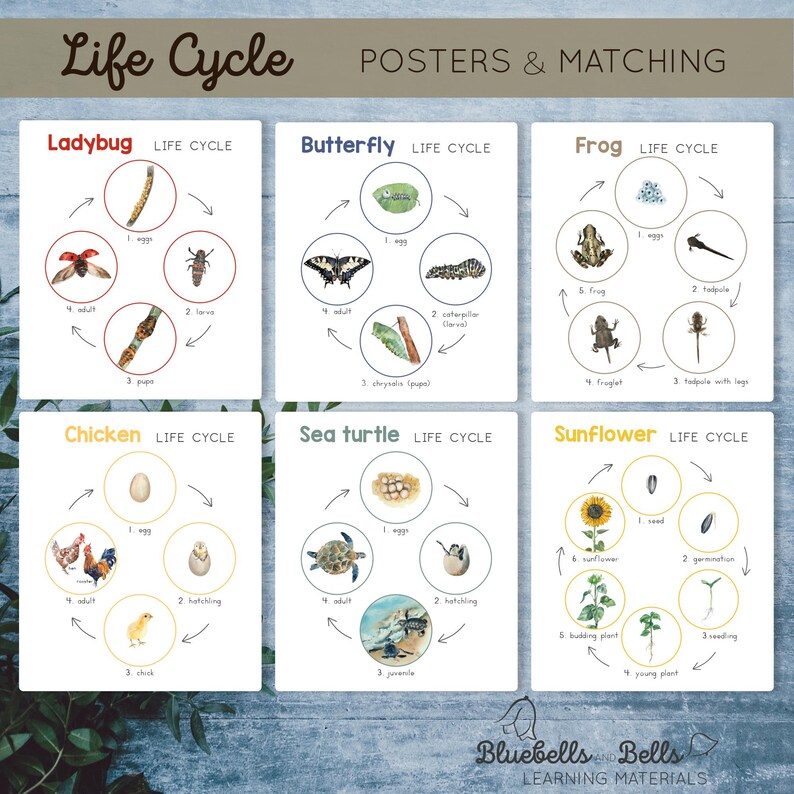 Life Cycle Printable Posters and Matching Worksheets. Montessori ...