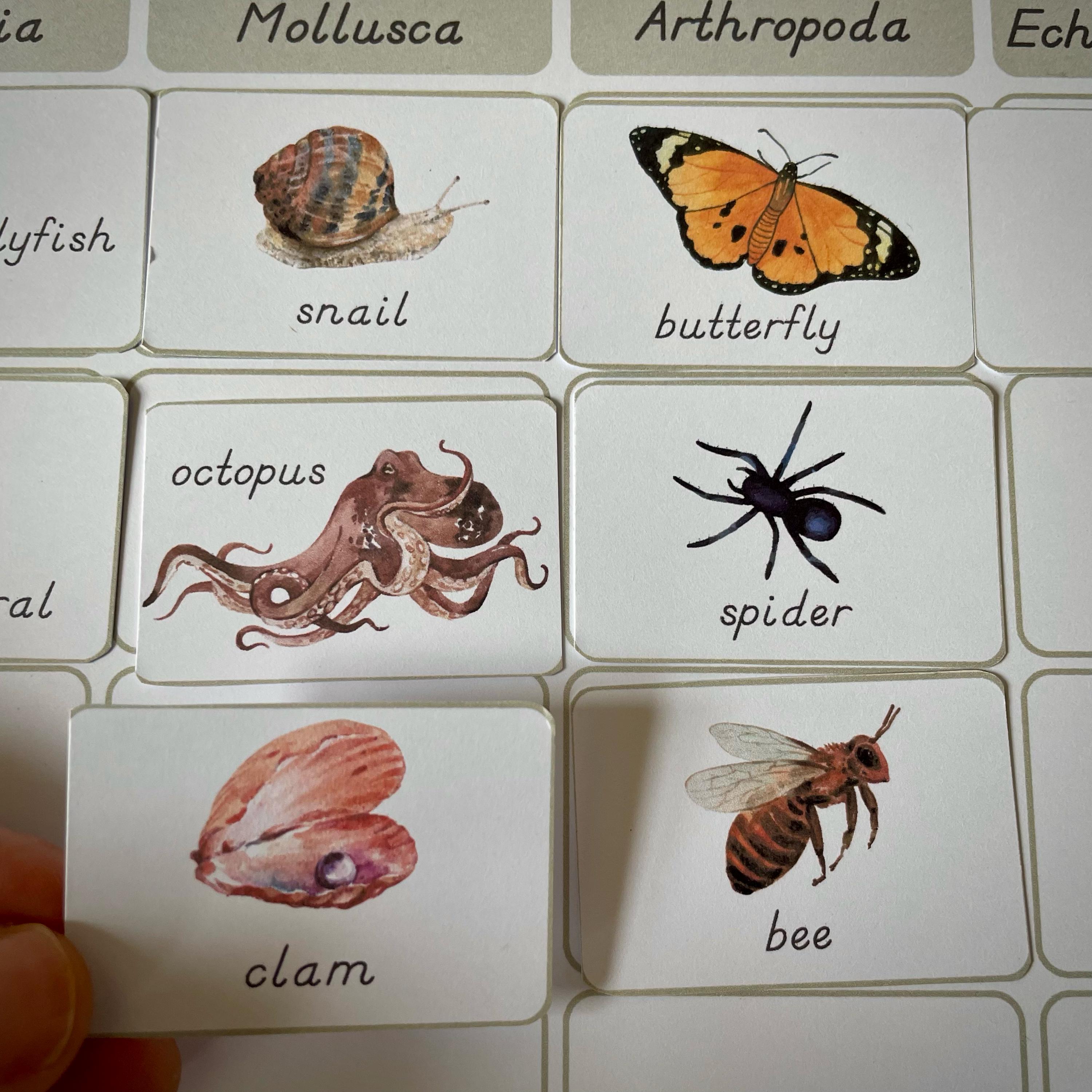 Classification of Animals Chart Invertebrates. Montessori Sorting ...