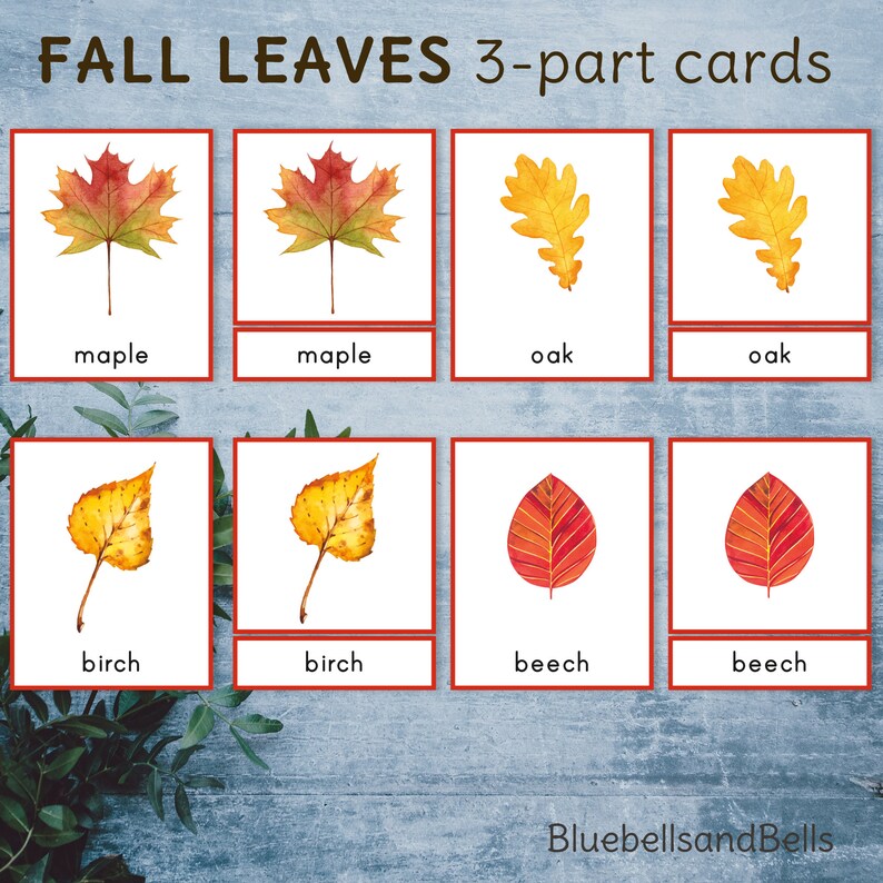 Montessori Fall Printable Leaf Identification Three Part - Etsy