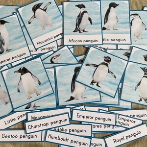 Penguins of the World 3 Part Cards. Types of Penguins Printable Cards ...