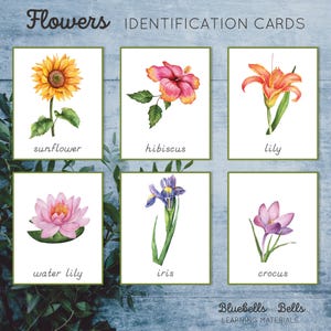 Flower Identification Printable Cards. Montessori Spring Printable. - Etsy