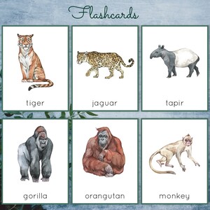 Rainforest Animal Flash Cards. Toddler Watercolor Cards. Preschool ...