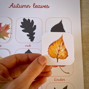 Fall Leaf Montessori Printable. Leaf Identification Preschool Printable ...