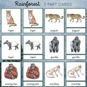 Rainforest Animals Montessori Printable 3 Part Cards. Vocabulary ...