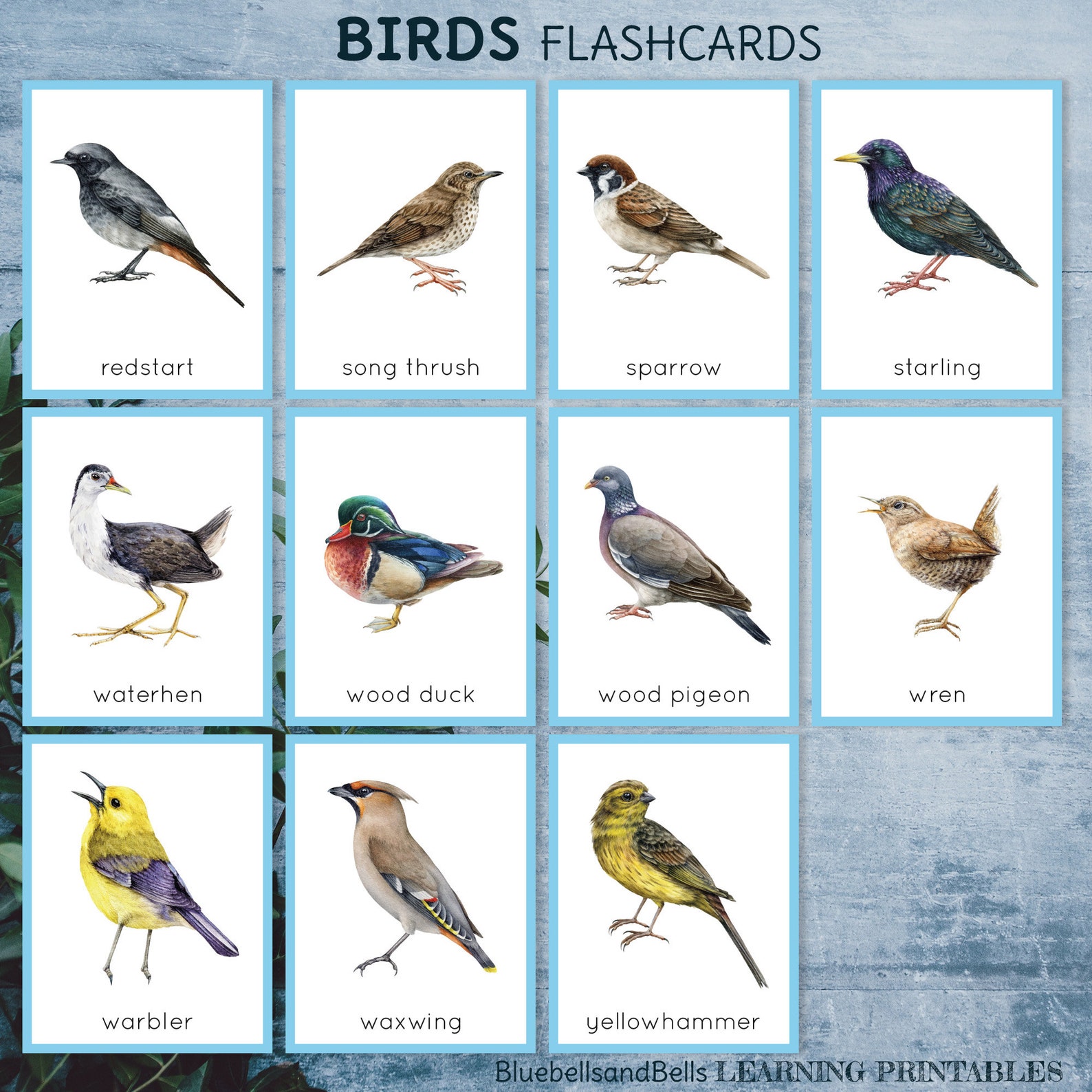 Birds Cards. Birds Identification Printable Flash Cards. Montessori ...