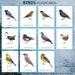 Birds Cards. Birds Identification Printable Flash Cards. Montessori ...