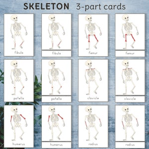 Skeleton Nomenclature Cards. Montessori 3-part Cards. - Etsy