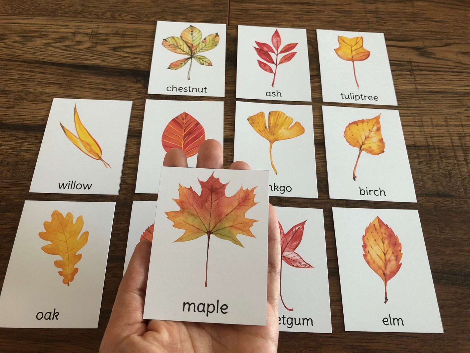 Autumn Leaf Identification Mini Flashcards. Watercolor Fall | Etsy